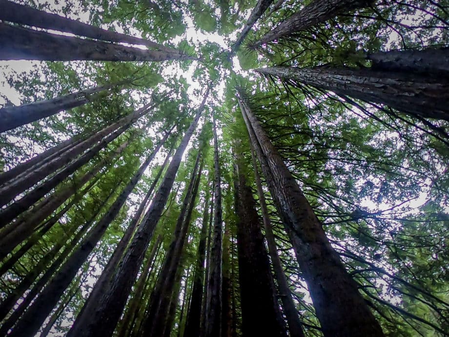 Great Otway National Park | Adventure through Beech Forest
