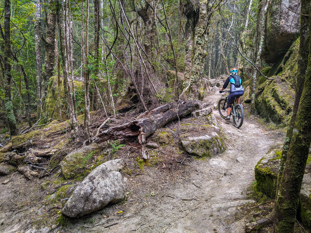 Blue Tier and Atlas | Blue Derby's Greatest Trail - Tracks Less Travelled