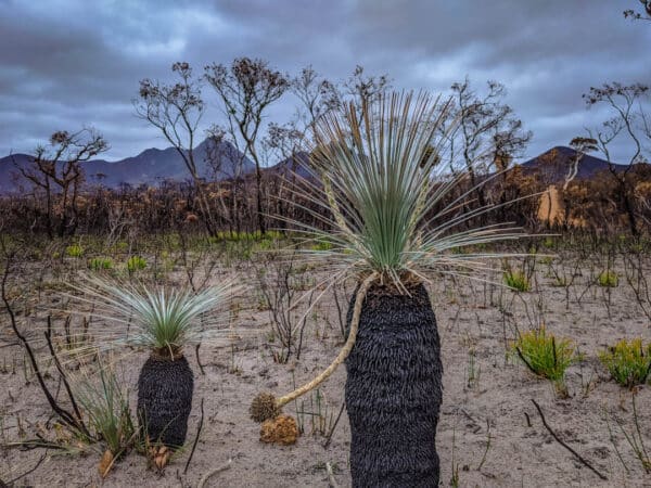 Hiking The Stirling Ranges | Your Complete Guide