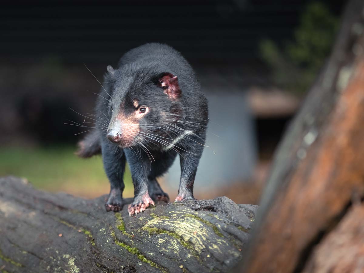 8 Magical Things To Do In Cradle Mountain In Winter