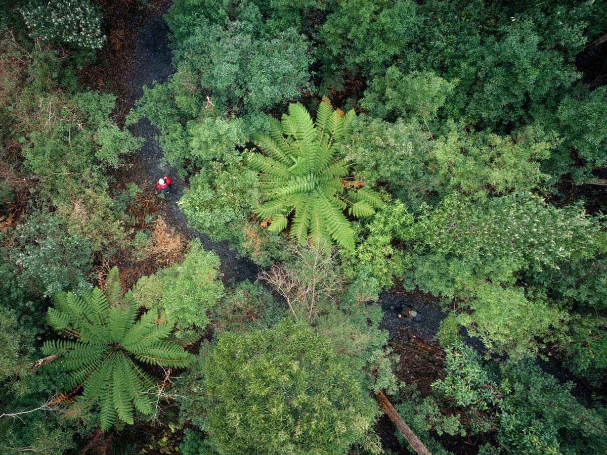 Halls Falls, Tasmania | A Local's Guide