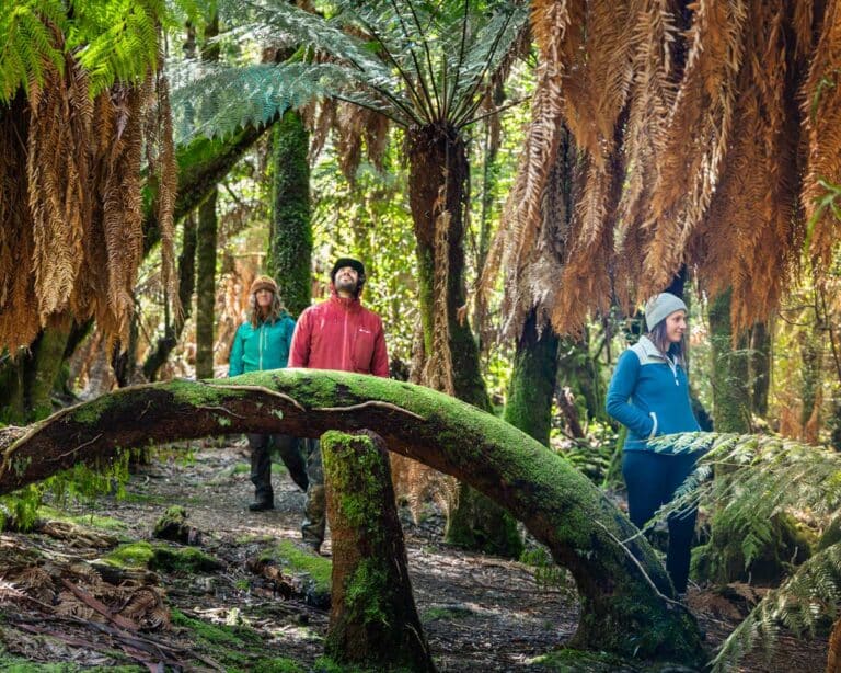Styx Tall Trees Forest Reserve | Exploring Tasmania's Tallest Trees