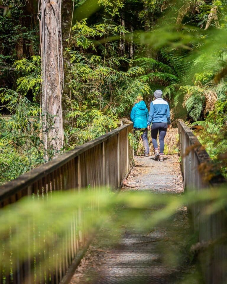 Styx Tall Trees Forest Reserve | Exploring Tasmania's Tallest Trees