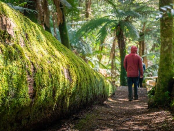Styx Tall Trees Forest Reserve | Exploring Tasmania's Tallest Trees