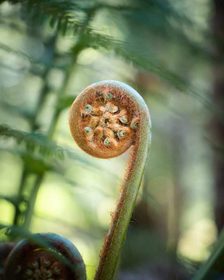 Styx Tall Trees Forest Reserve | Exploring Tasmania's Tallest Trees