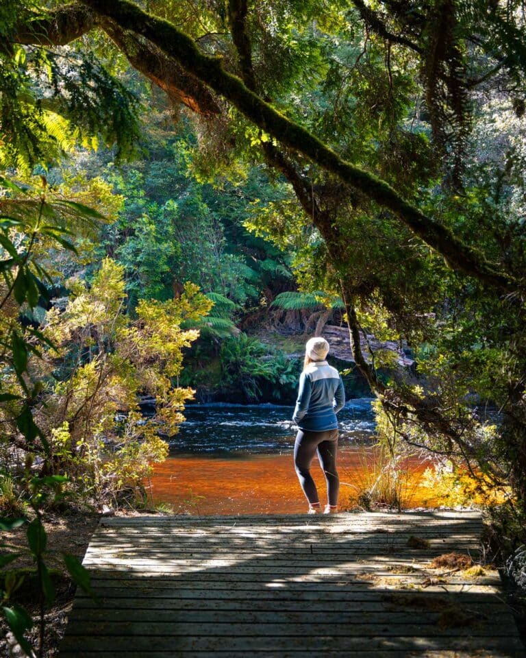 Styx Tall Trees Forest Reserve | Exploring Tasmania's Tallest Trees
