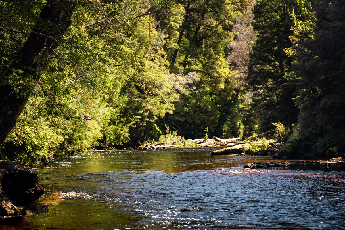 Styx Tall Trees Forest Reserve | Exploring Tasmania's Tallest Trees