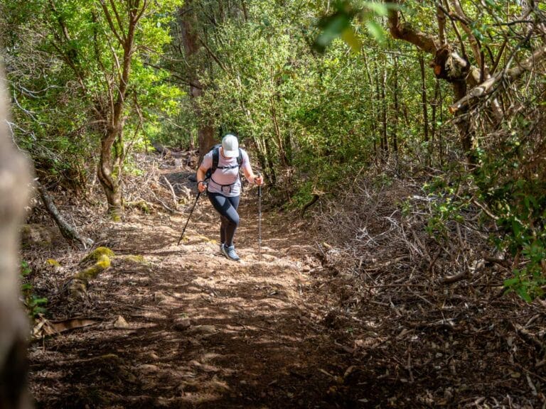 Mt Roland Summit | Which Trail Should You Choose?