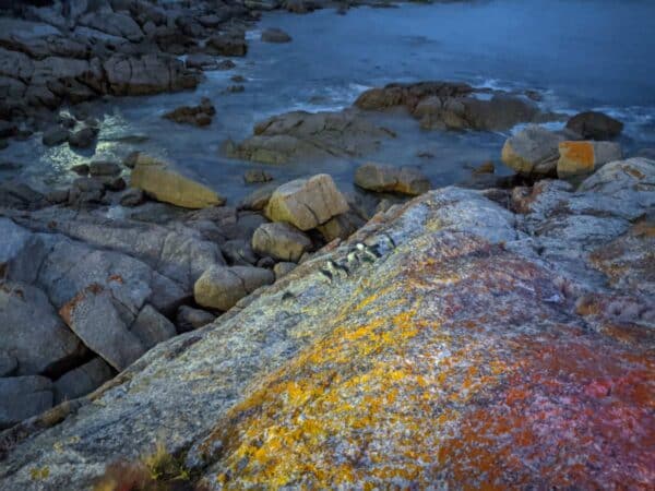 21 Best Things To Do In Bicheno, Tasmania