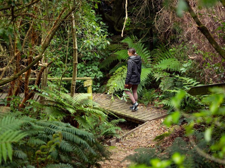 Hinewai Falls Loop | The Best Short Walk In The Hinewai Reserve