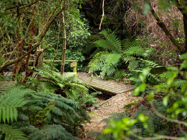 Hinewai Falls Loop | The Best Short Walk In The Hinewai Reserve