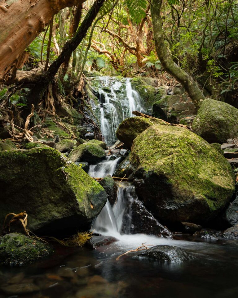 Hinewai Falls Loop | The Best Short Walk In The Hinewai Reserve