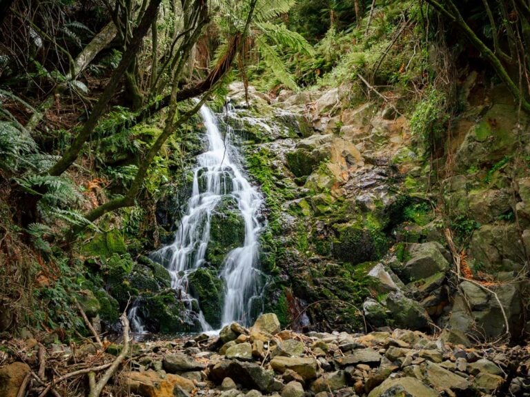 Hinewai Falls Loop | The Best Short Walk In The Hinewai Reserve