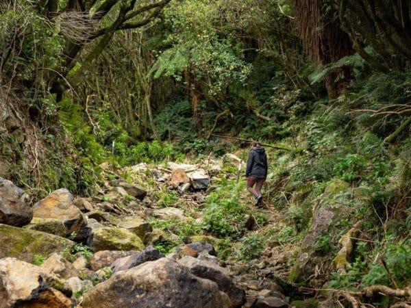 Hinewai Falls Loop | The Best Short Walk In The Hinewai Reserve