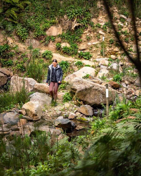 Hinewai Falls Loop | The Best Short Walk In The Hinewai Reserve