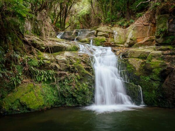 Hinewai Falls Loop | The Best Short Walk In The Hinewai Reserve