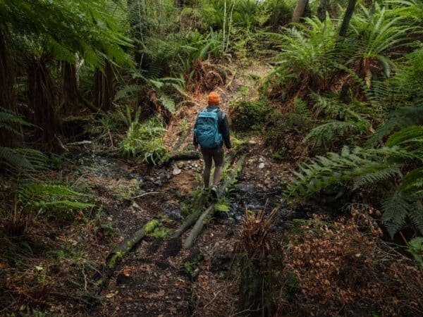 Waipohatu Waterfalls Track | The Catlins Best Kept Secret