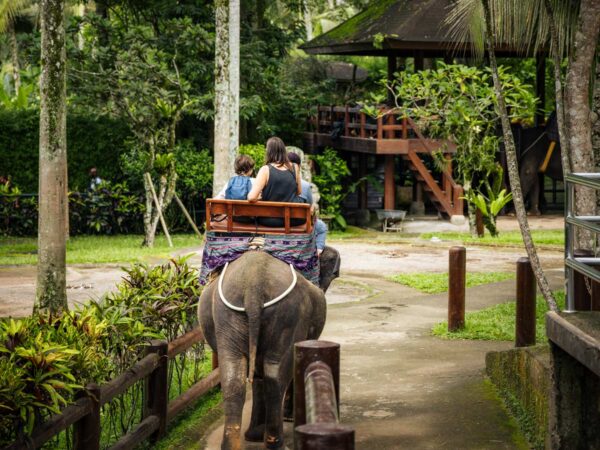 Mason Elephant Park | Is This Elephant Sanctuary In Bali Ethical?