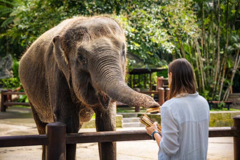 Mason Elephant Park | Is This Elephant Sanctuary In Bali Ethical?