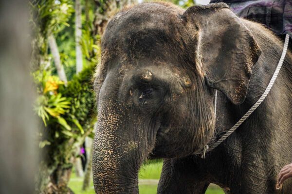 Mason Elephant Park | Is This Elephant Sanctuary In Bali Ethical?