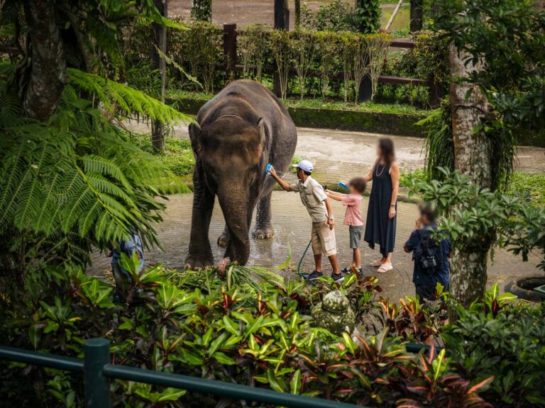 Mason Elephant Park | Is This Elephant Sanctuary In Bali Ethical?