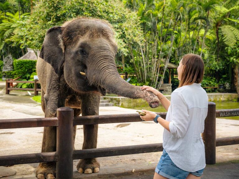 Mason Elephant Park | Is This Elephant Sanctuary In Bali Ethical?