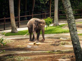 Mason Elephant Park | Is This Elephant Sanctuary In Bali Ethical?