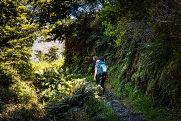 Rob Roy Glacier Track | An Easy Hike With Stellar Views