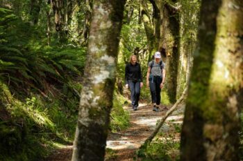 Rob Roy Glacier Track | An Easy Hike With Stellar Views