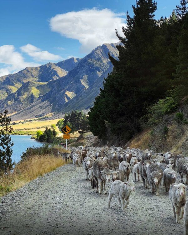 Breast Hill Track | Is This The Best Day Hike Near Wanaka?